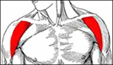 The Disadvantage of Our Internal Rotators – Kreg Weiss